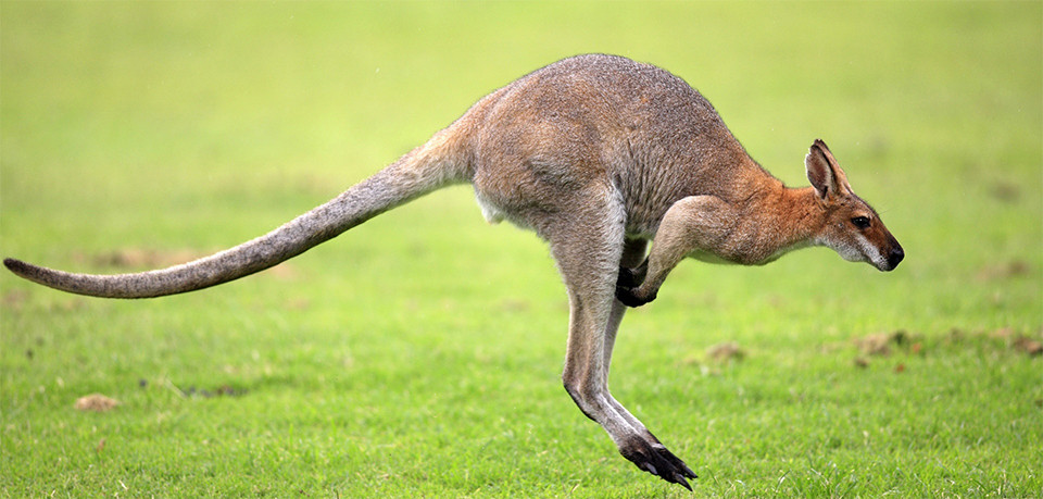 Tres curiosidades de los canguros